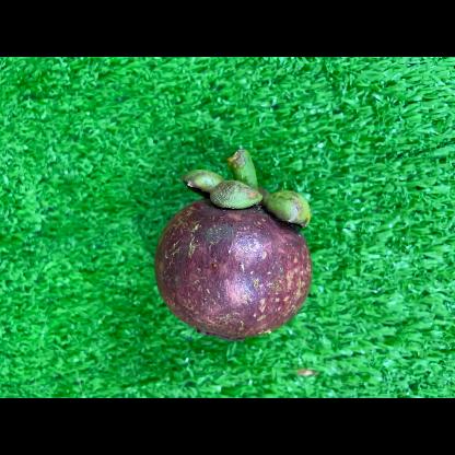 mango1 (mango1-vnsqf) - Roboflow Universe