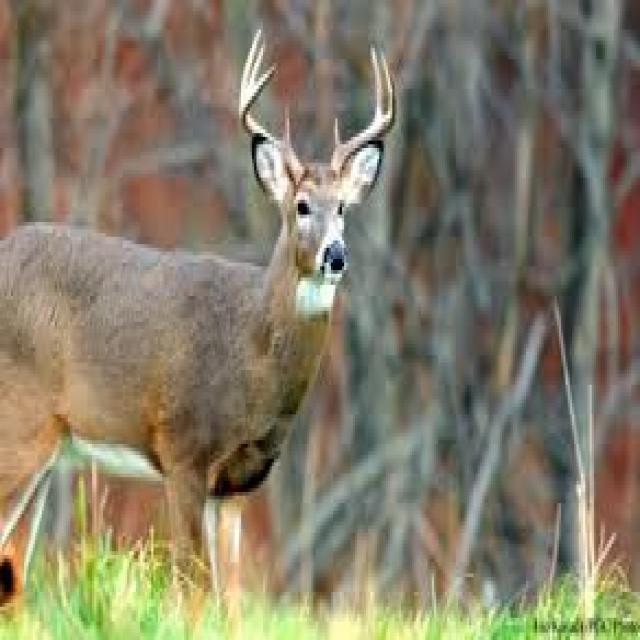 Deer Object Detection Dataset V1 2024 07 10 12 36am By Seawalk