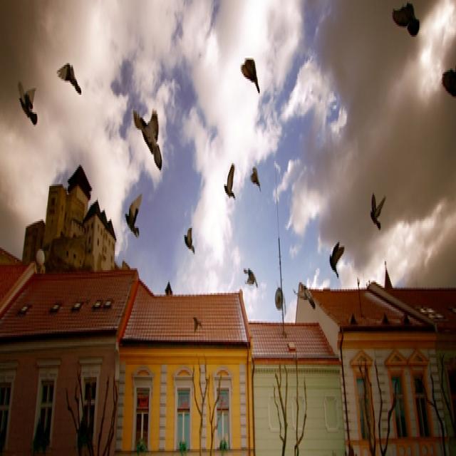 Bird Detection Object Detection Dataset And Pre Trained Model By Zz