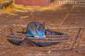 rat Object Detection Dataset by codingmonki