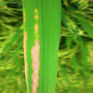 Rice-Bacterial Blight Object Detection Dataset by Innovative Project