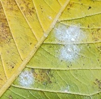 Guava Leaf Disease Detection And Classification - Roboflow Universe