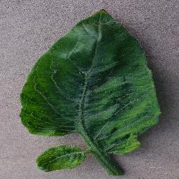 Leaf Disease Detection System Object Detection Dataset by Plant Disease Detection