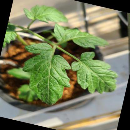 FREISA - Roboflow Universe