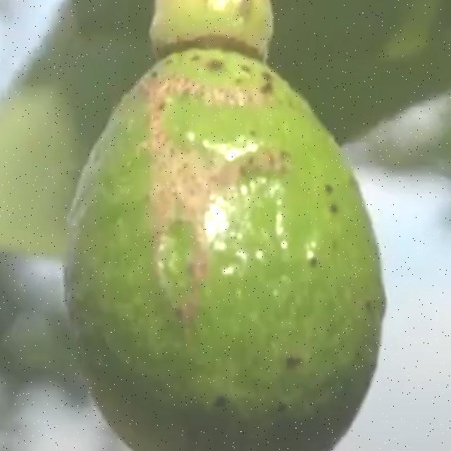 Avocado Instance Segmentation Dataset And Pre Trained Model By Avocado