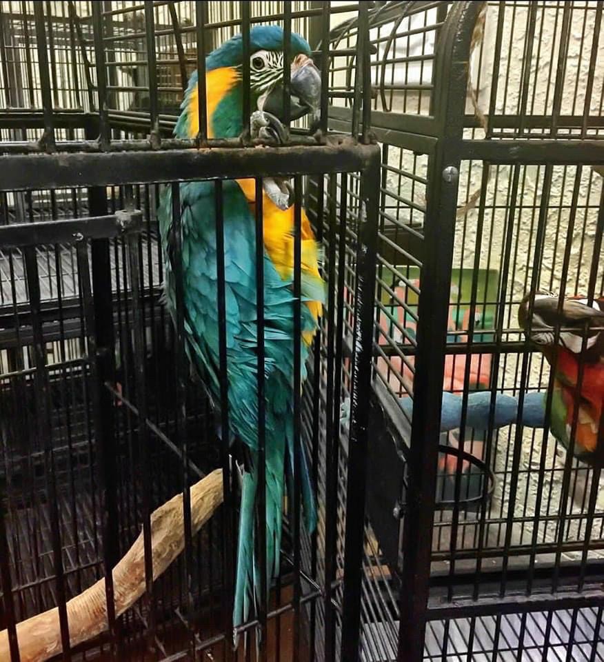 Parrot Echolocator 10000 Object Detection Dataset by imagine roboflow