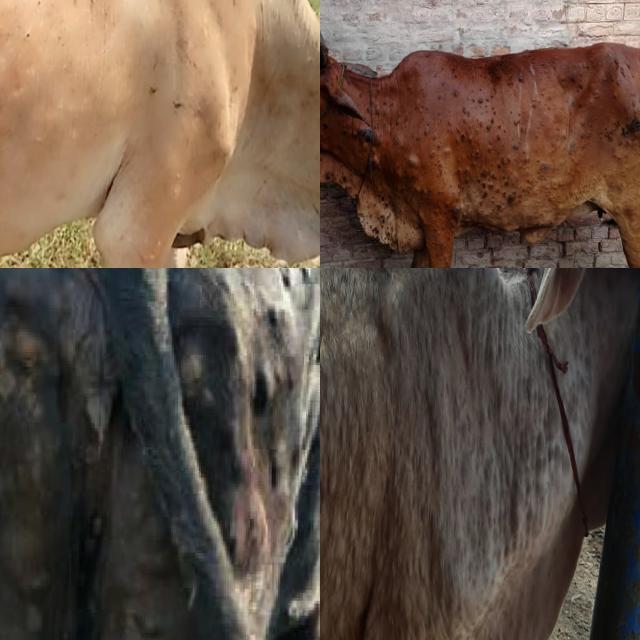 cattle disease Object Detection Dataset by ganesh