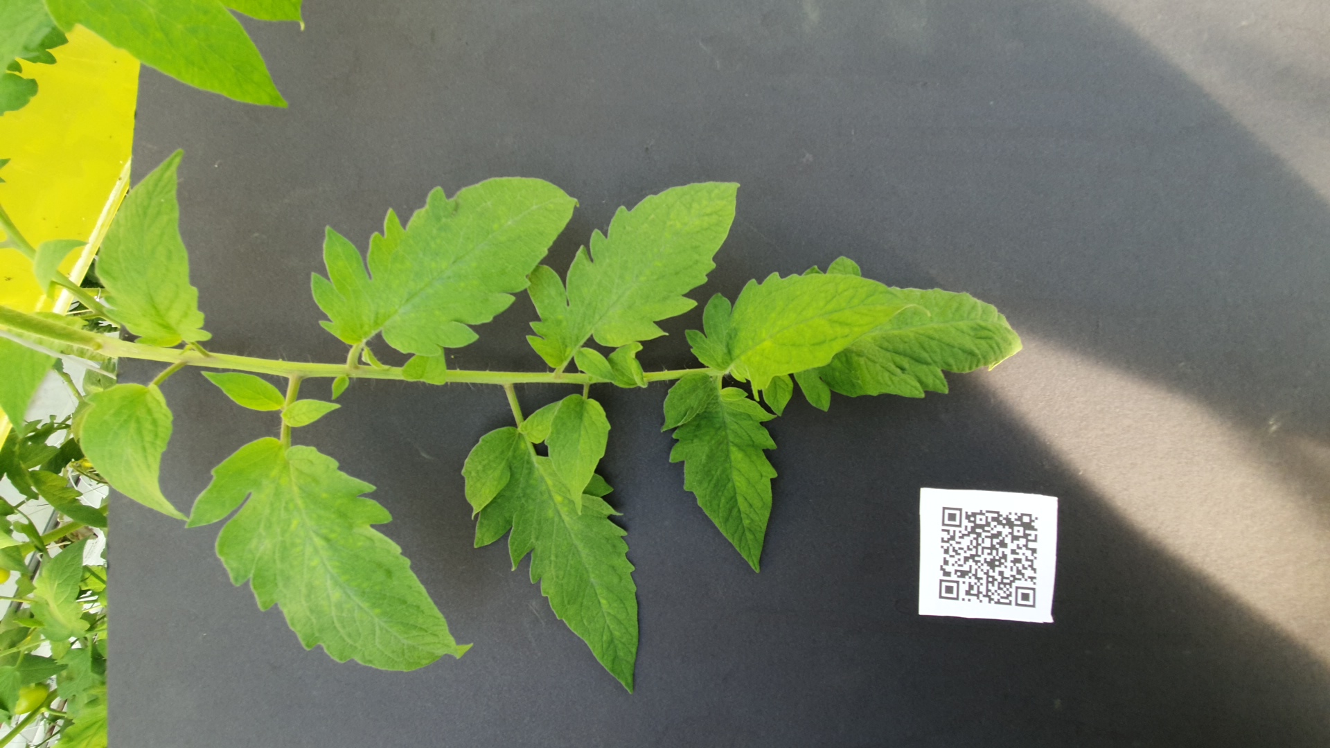 Tomatoes_diseases Object Detection Dataset and Pre-Trained Model by FORFUN