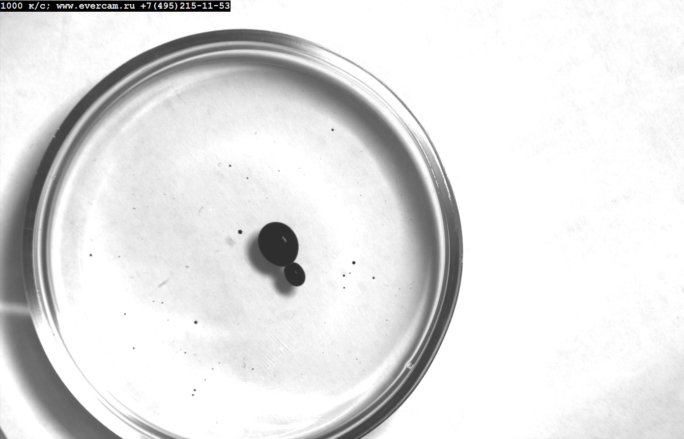 Custom Workflow 2 Instance Segmentation Instance Segmentation Dataset By Mem