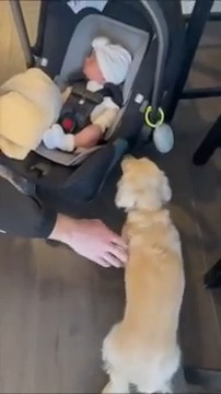 Dog Detection Object Detection Dataset and Pre-Trained Model by Bebokute