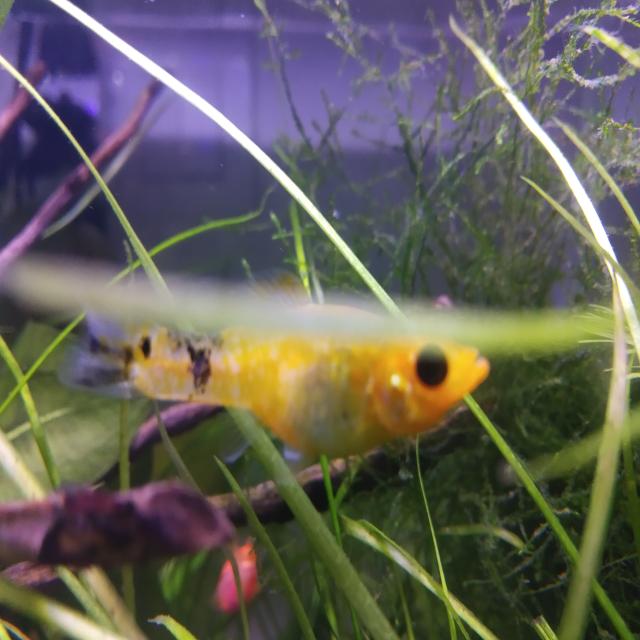 fish Object Detection Dataset by fishBowl