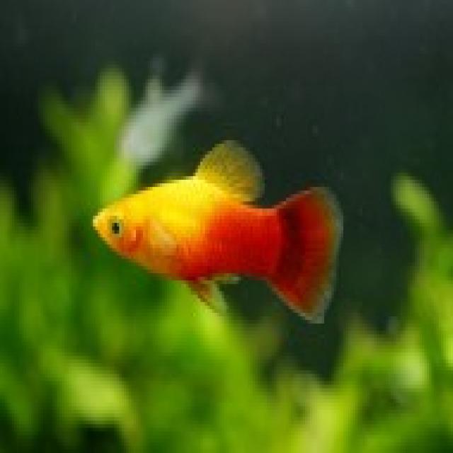 fish Object Detection Dataset by fishBowl