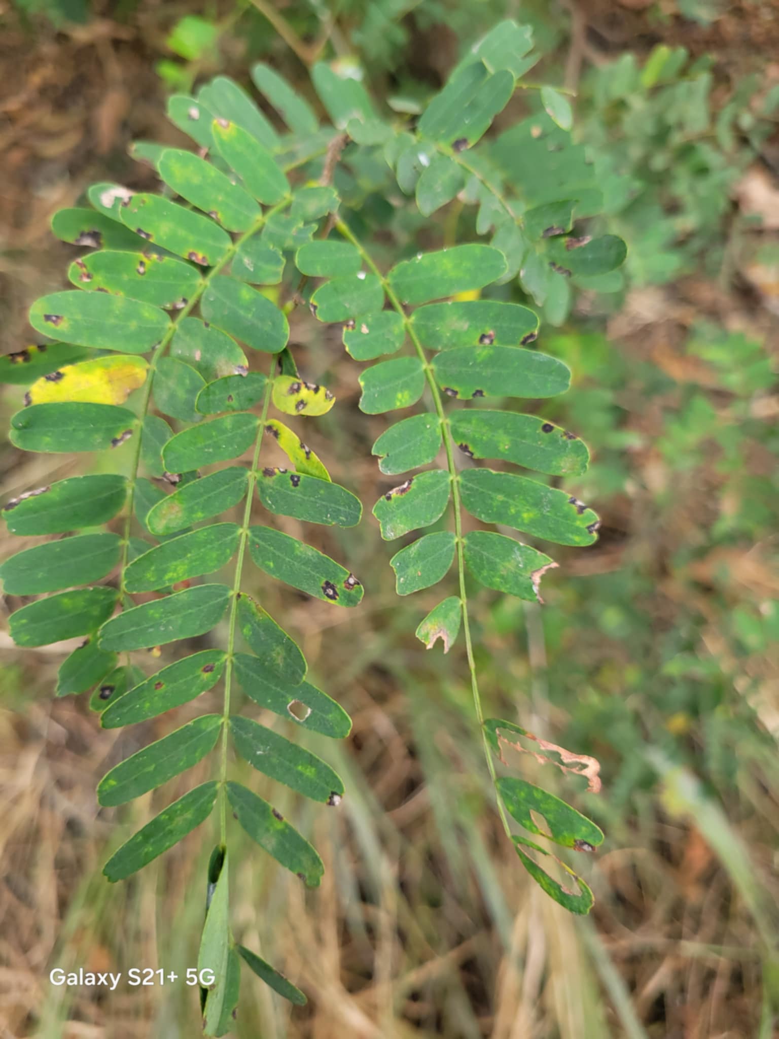 Tamarind Disease Classification Classification Model by Tamarind Leaf ...