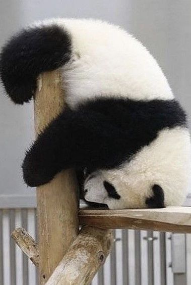 dog cat panda - Roboflow Universe