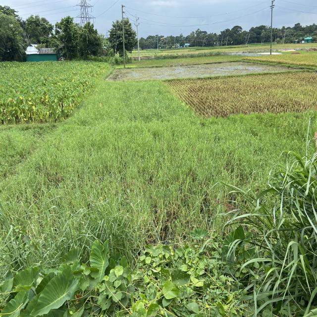 crop estimation rcnn Instance Segmentation Dataset and Pre-Trained Model by comilla university