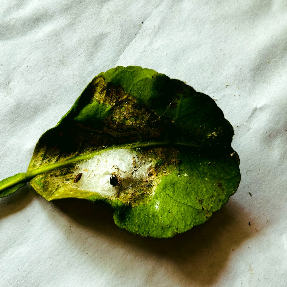 Lemon Leaf Diseases Object Detection Model By Object Detection