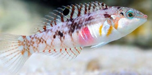 Fish Classification Model by Conservation of Fish