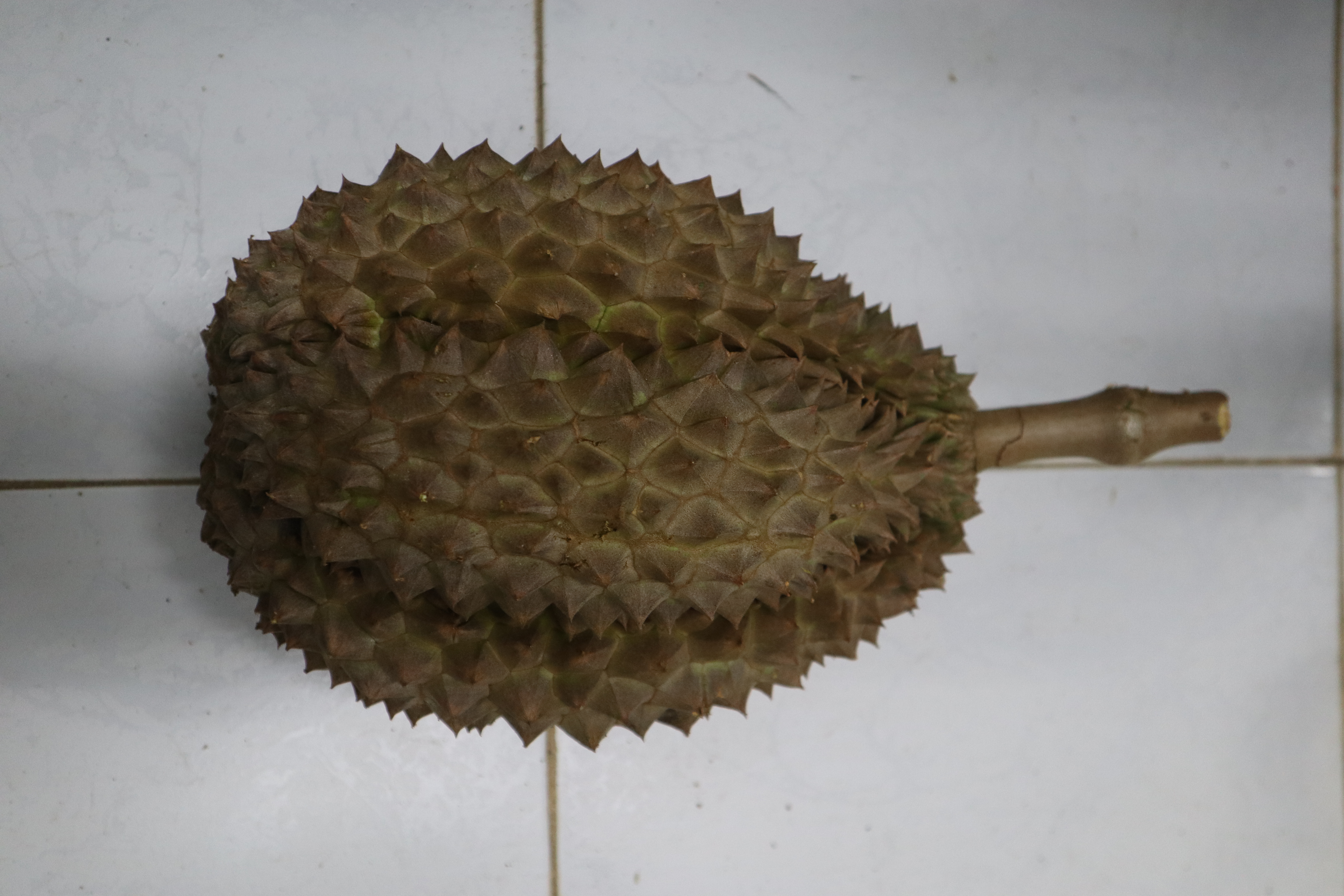 mature durian Object Detection Dataset by Fruits ripeness