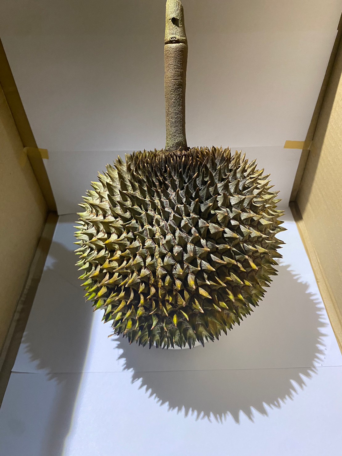 immature durian Object Detection Dataset by Fruits ripeness