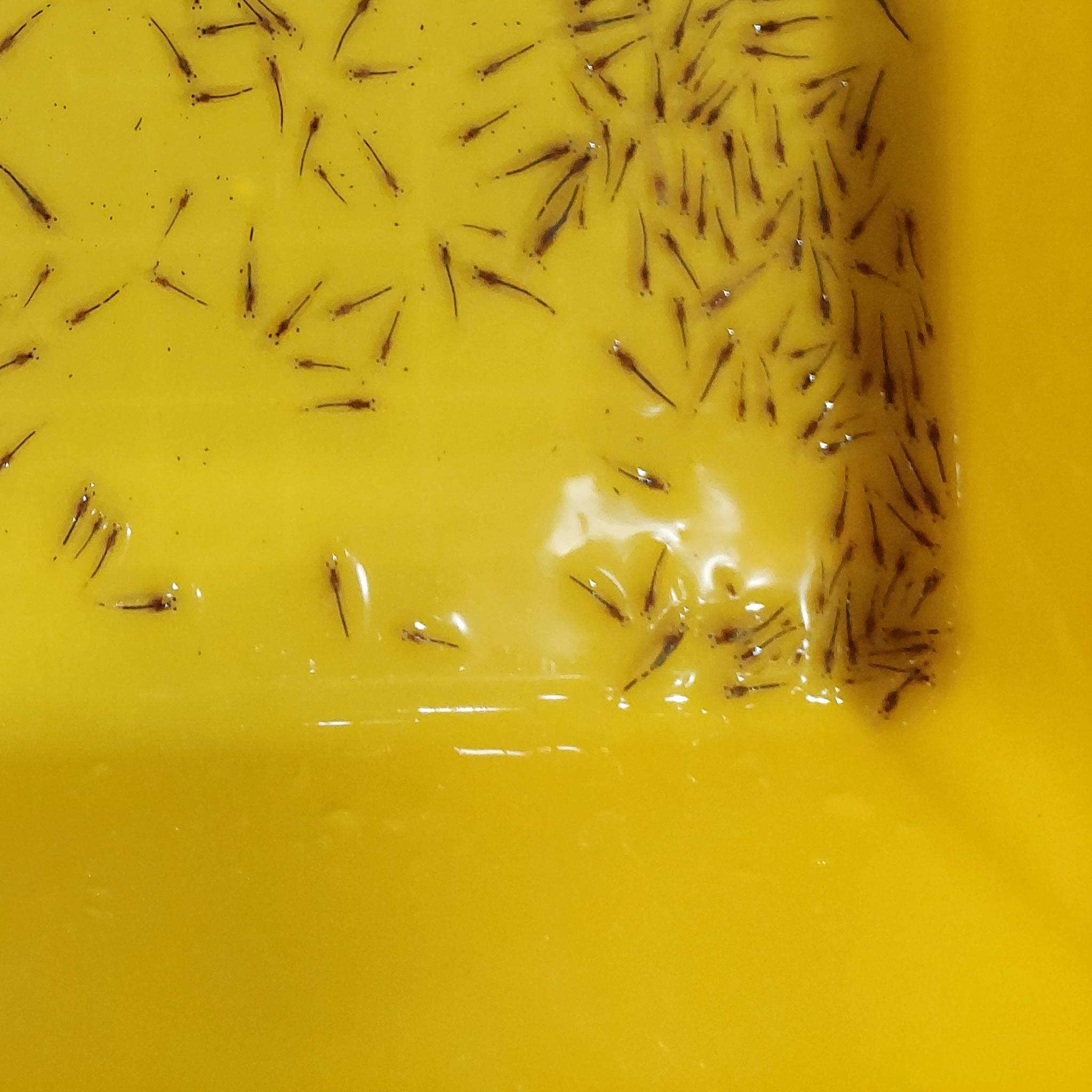 Yamato Shrimp Object Detection Dataset By Shrimp