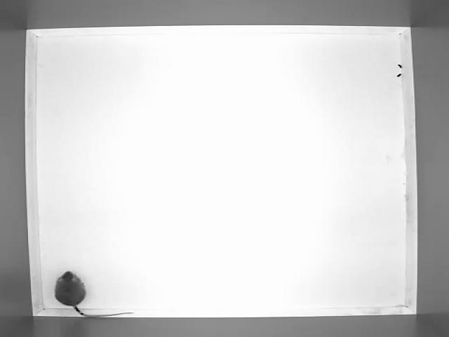 Rat Object Detection Dataset by earthworms