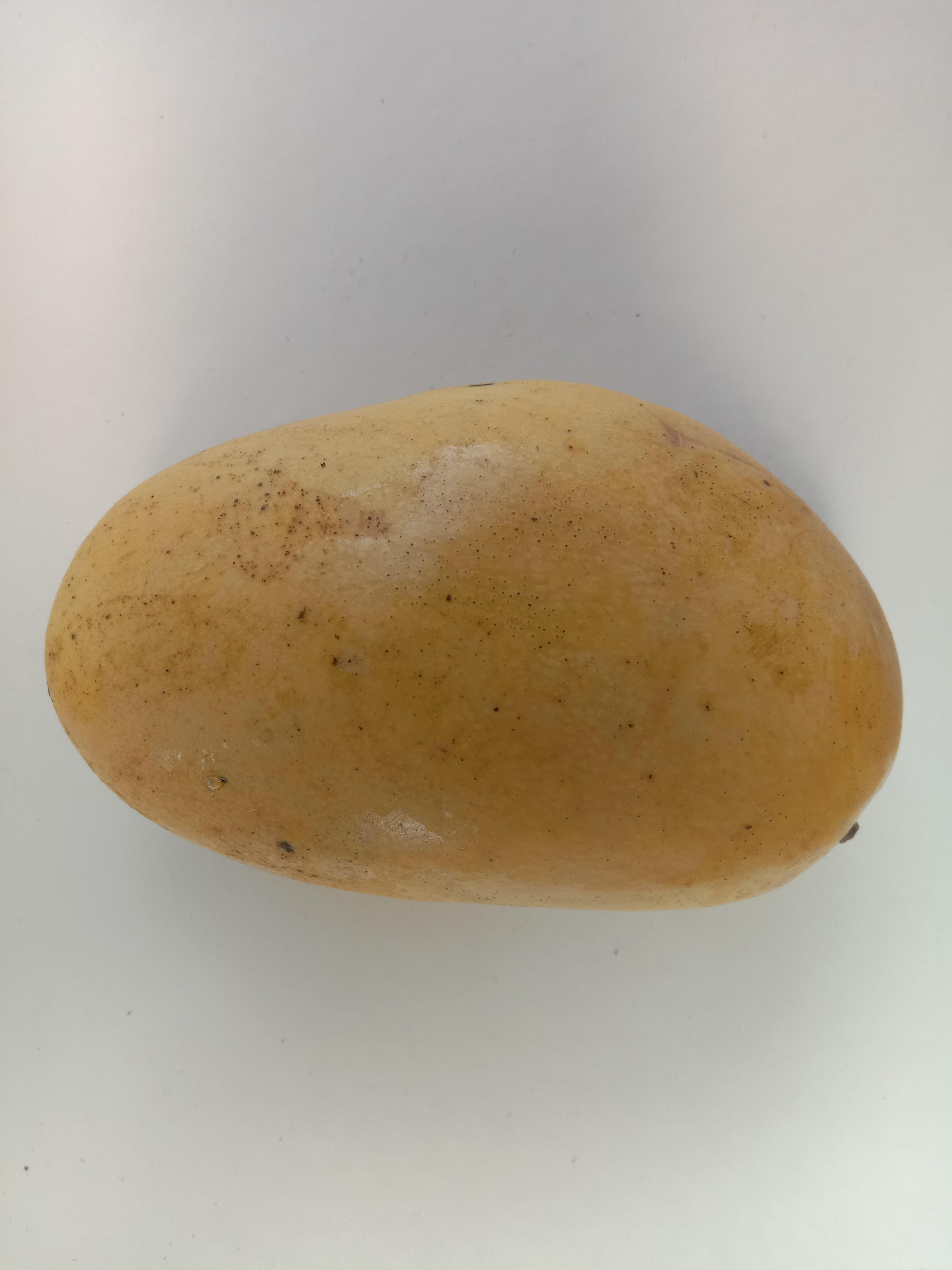 mango Object Detection Dataset by VC