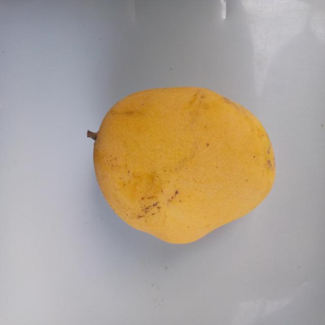 mango classification Classification Dataset by VC