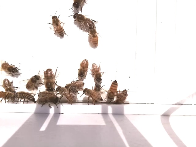 WorkerXDrone Object Detection Dataset by Bee detection