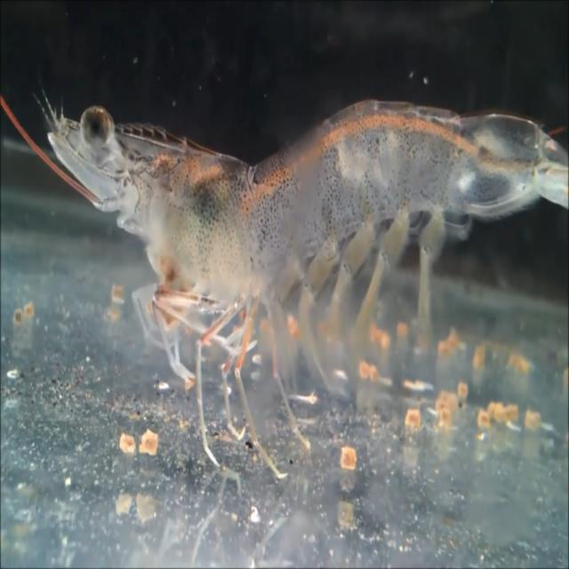 Modified Prawn Wssv Data Object Detection Dataset By Prawn Detection