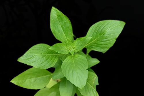 leaf Object Detection Dataset by leaf