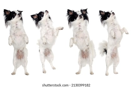 dogs-pose-default Object Detection Dataset by Cudo