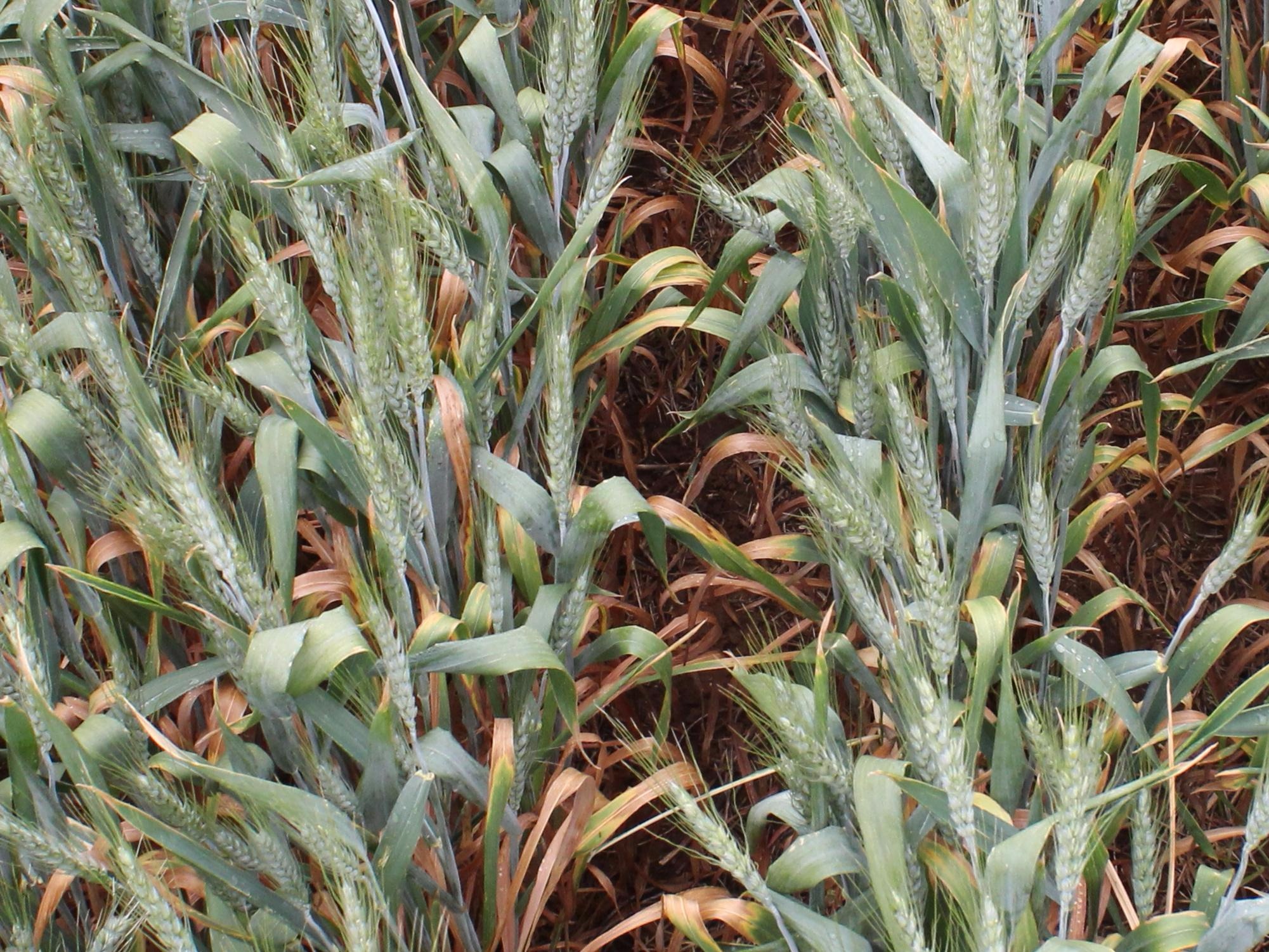 Wheat Spike Instance Segmentation Dataset by wheat phenotyping