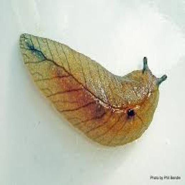 slug set Object Detection Dataset and Pre-Trained Model by slugdiverse