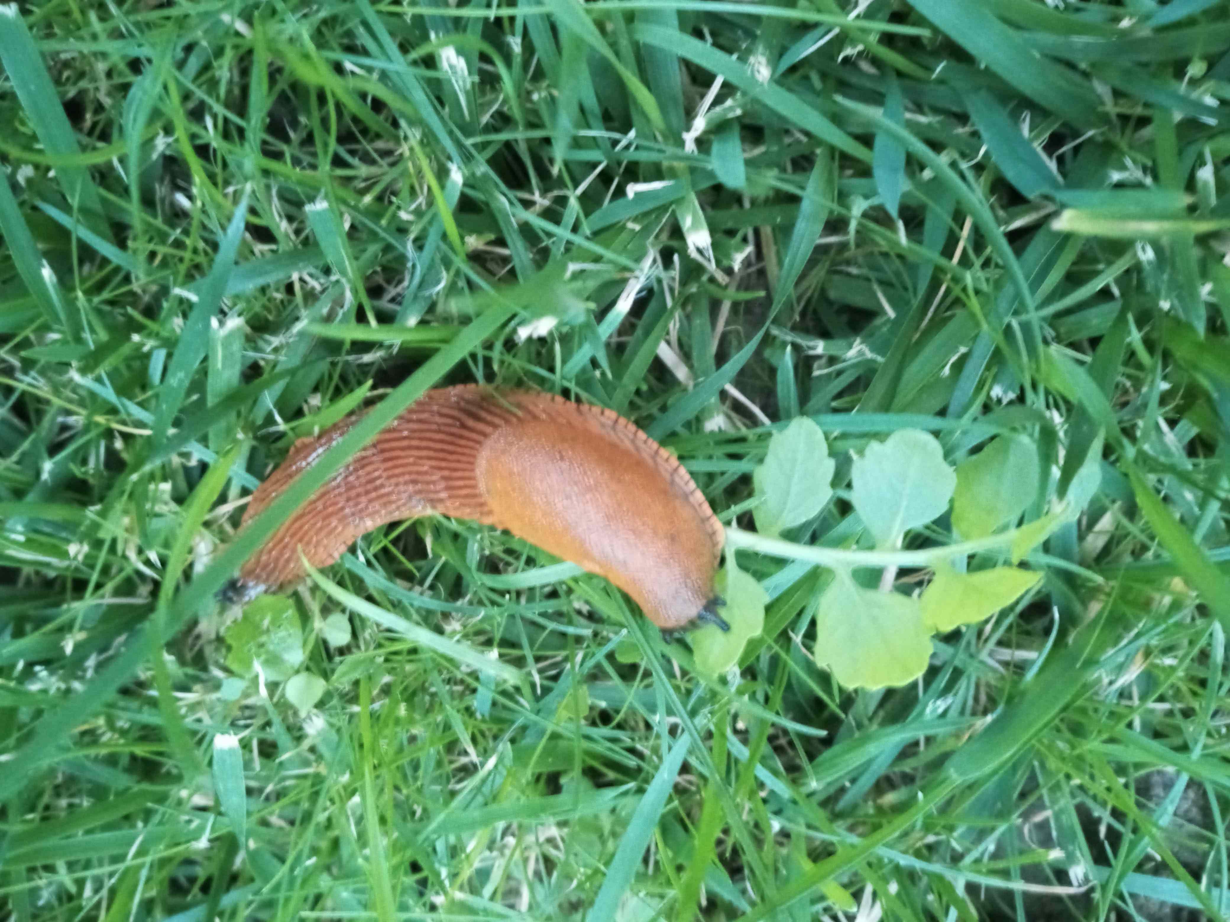 slug Object Detection Model by slugdiverse