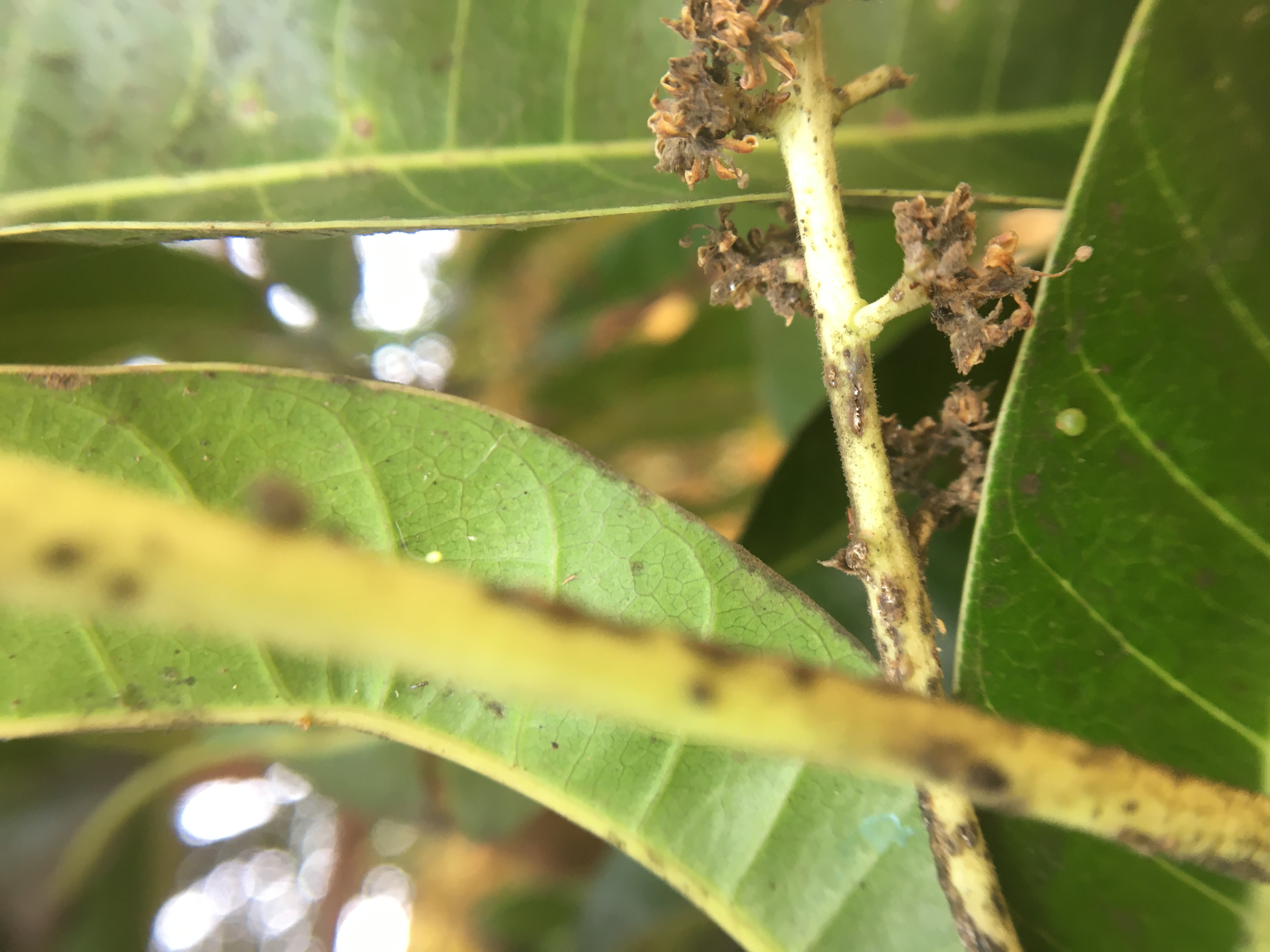 Conversion Instance Segmentation Dataset And Pre Trained Model By Anirudh Srinivasan