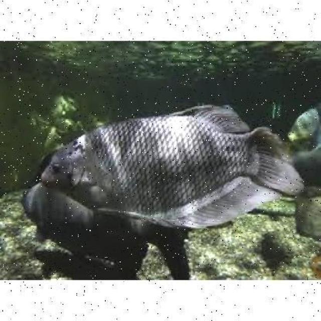 fish Object Detection Model by fish