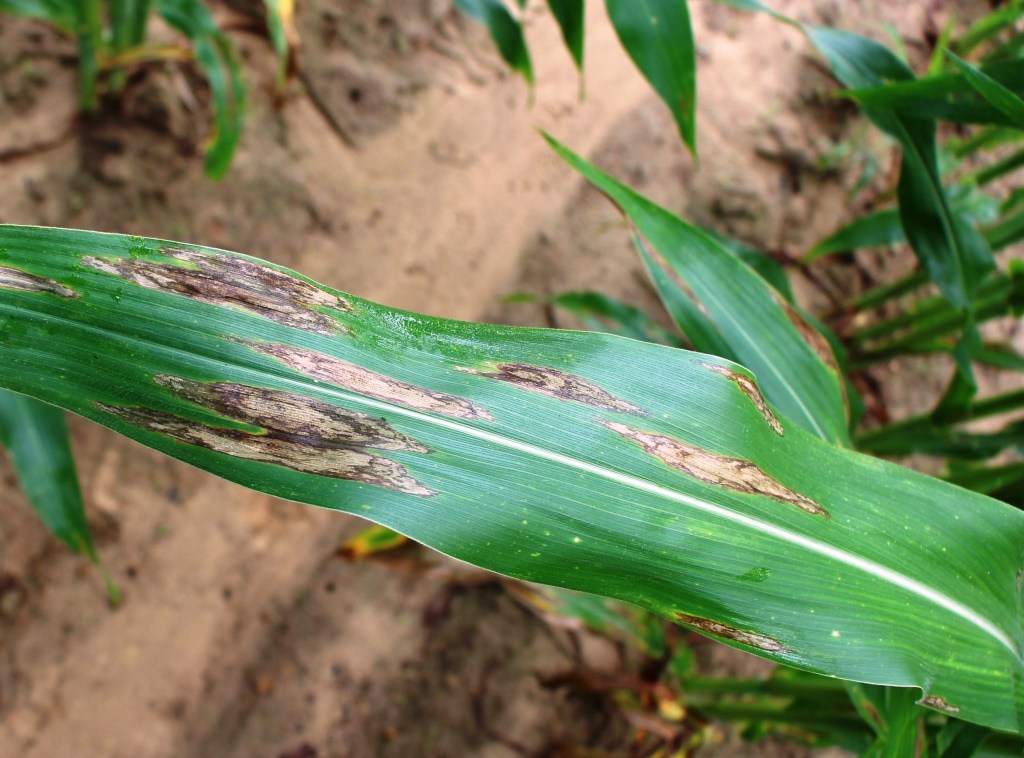 maize_leaf Object Detection Model by plant