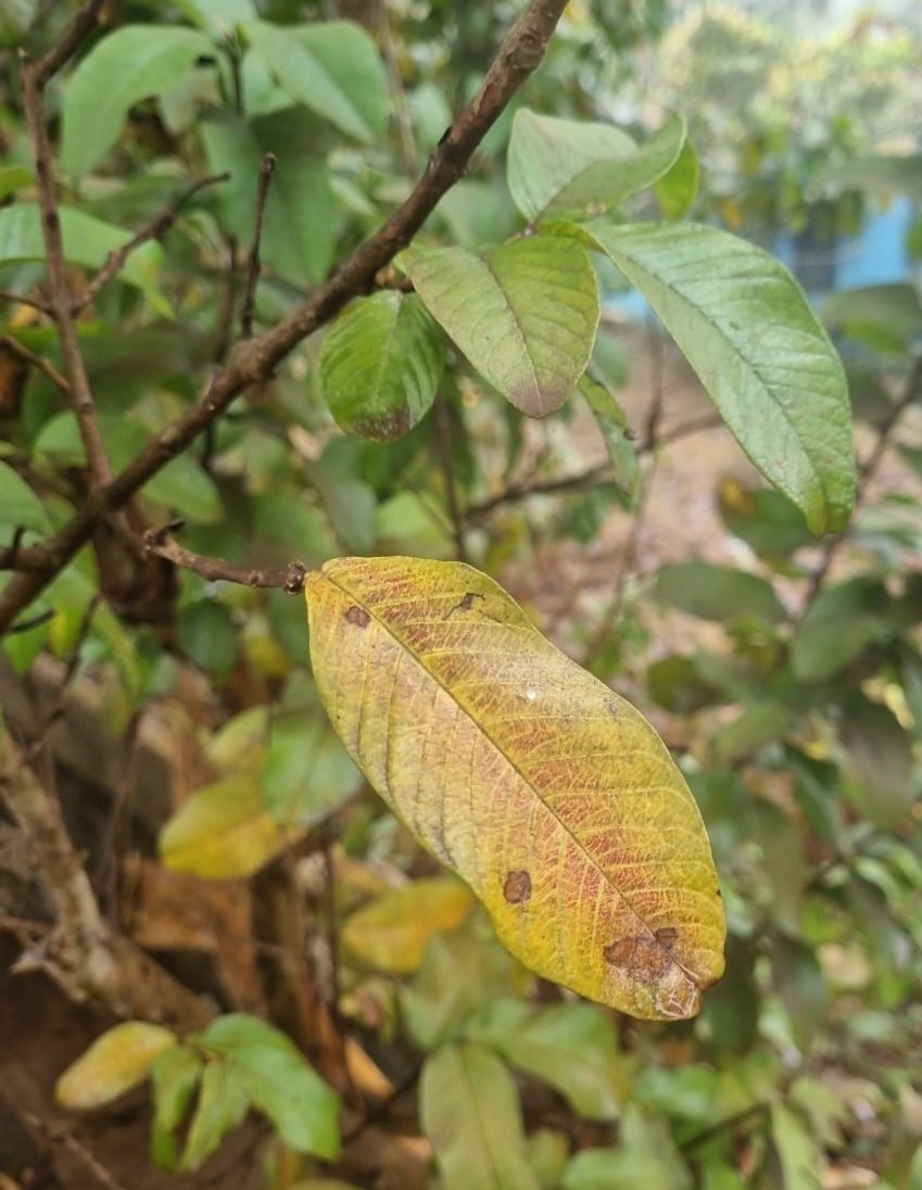 Crop Disease Detection Object Detection Dataset By Yolox