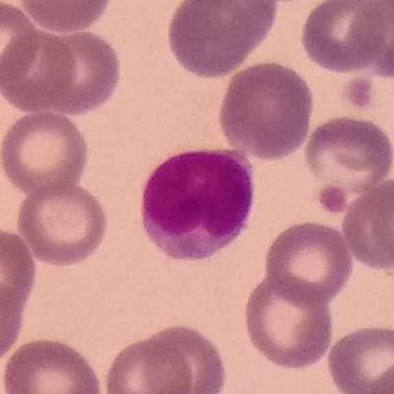 cell Instance Segmentation Dataset by cell