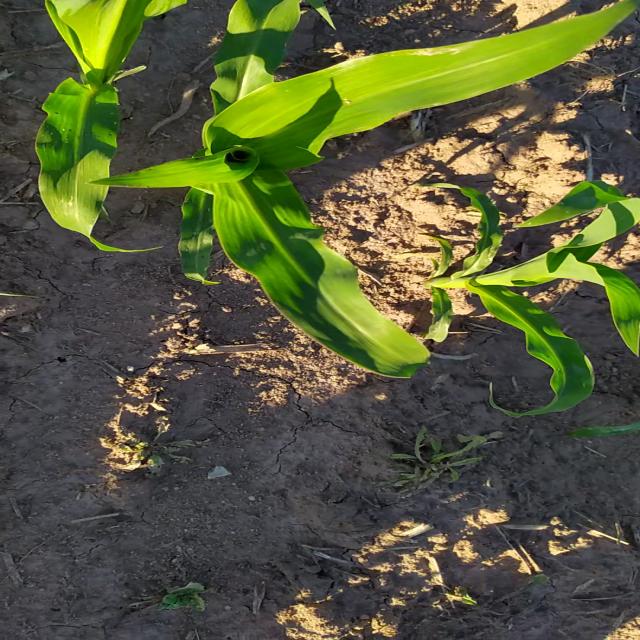 Corn_Weed_Detection Object Detection Dataset by AST426Lab7CornWeedDetection