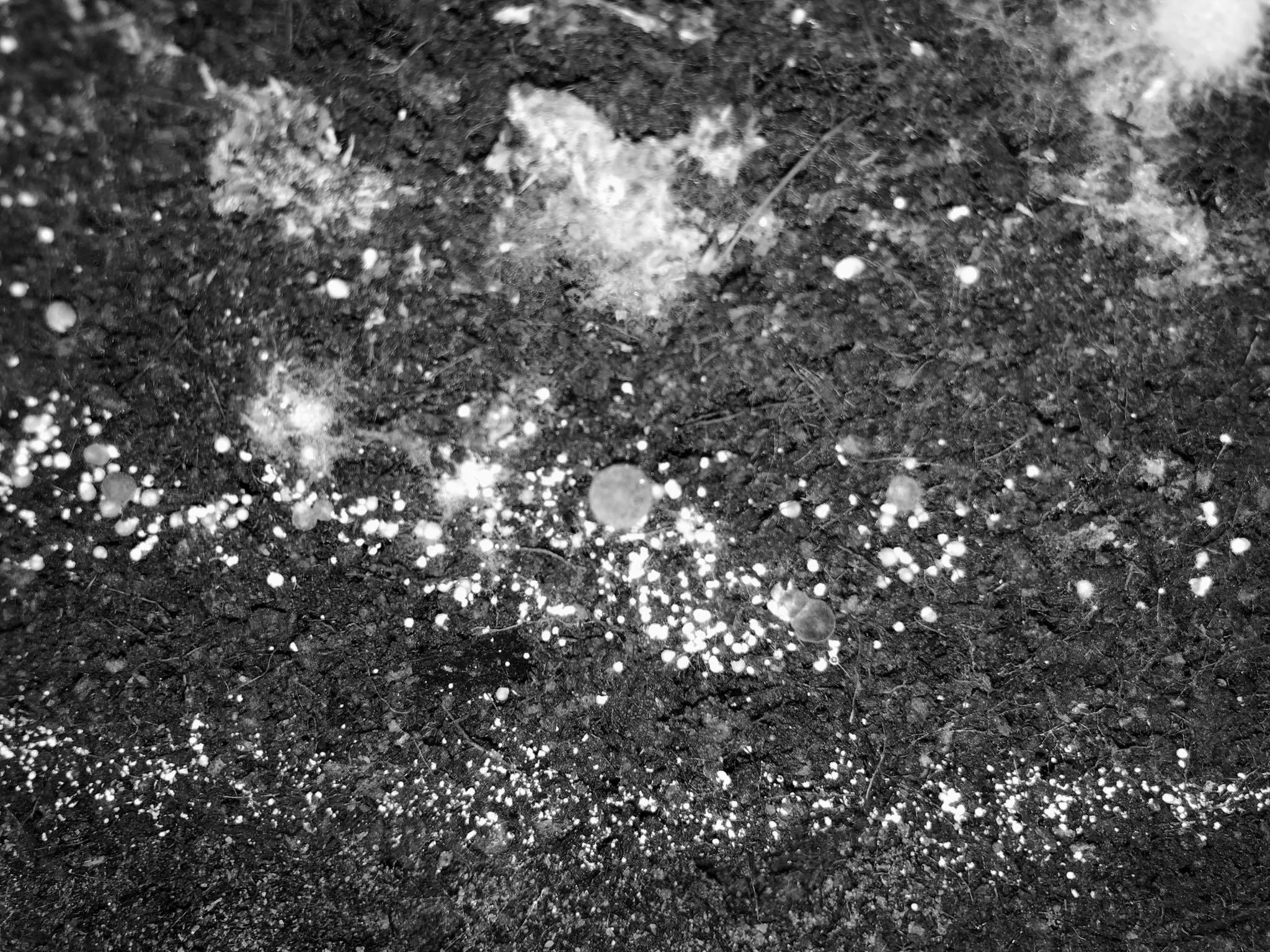 Revised w/ contrast Object Detection Dataset and Pre-Trained Model by ...