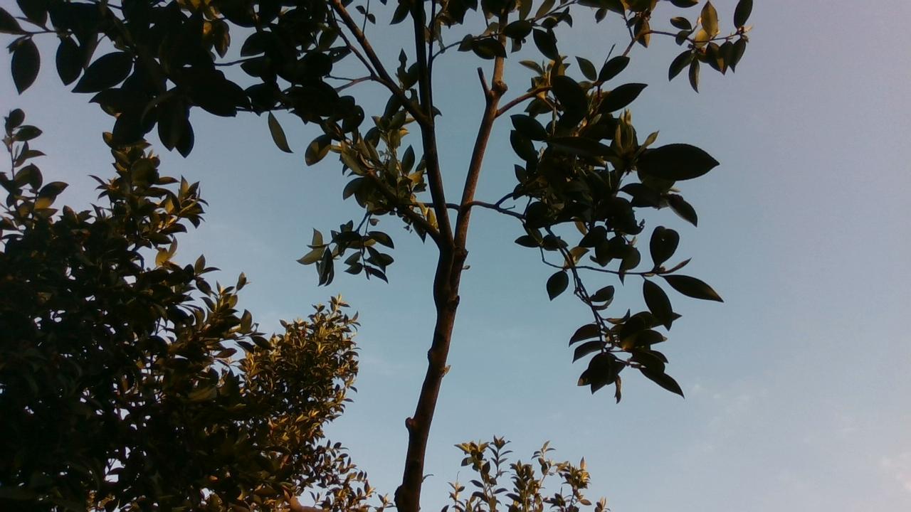 tree-double Instance Segmentation Model by fxq