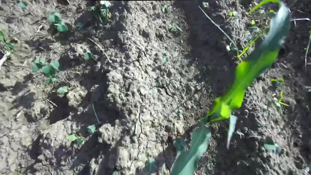 weed Object Detection Model by Chapingo