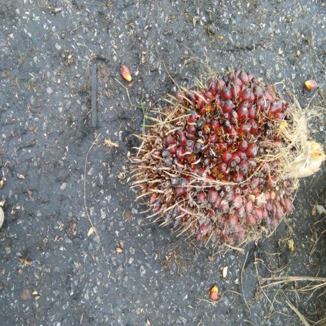 sawit-hijau Classification Dataset by SKRIPSI