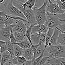 counting-cells-in-microscopy Object Detection Model by jahid hasan