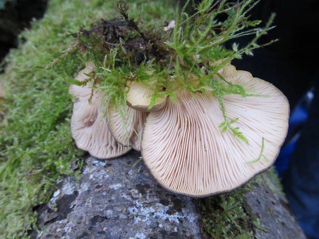 Edible mushroom 4 Object Detection Model by mushRoom4