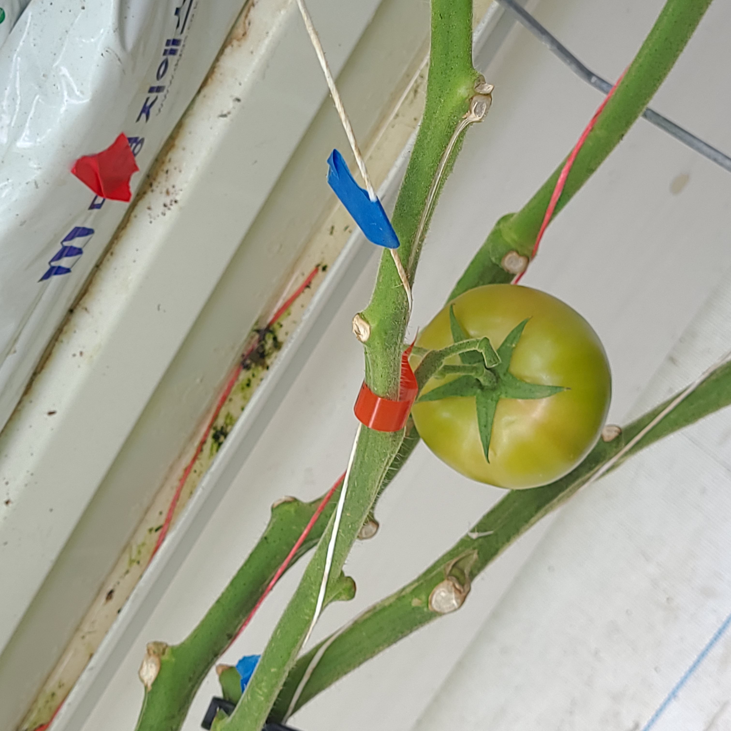 tomato (tomato-pk51p) - Roboflow Universe