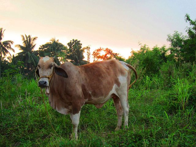 Cow Detector Object Detection Model by Our Lady of Fatima University