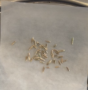 Seed Counter v3 Instance Segmentation Dataset by Laval University