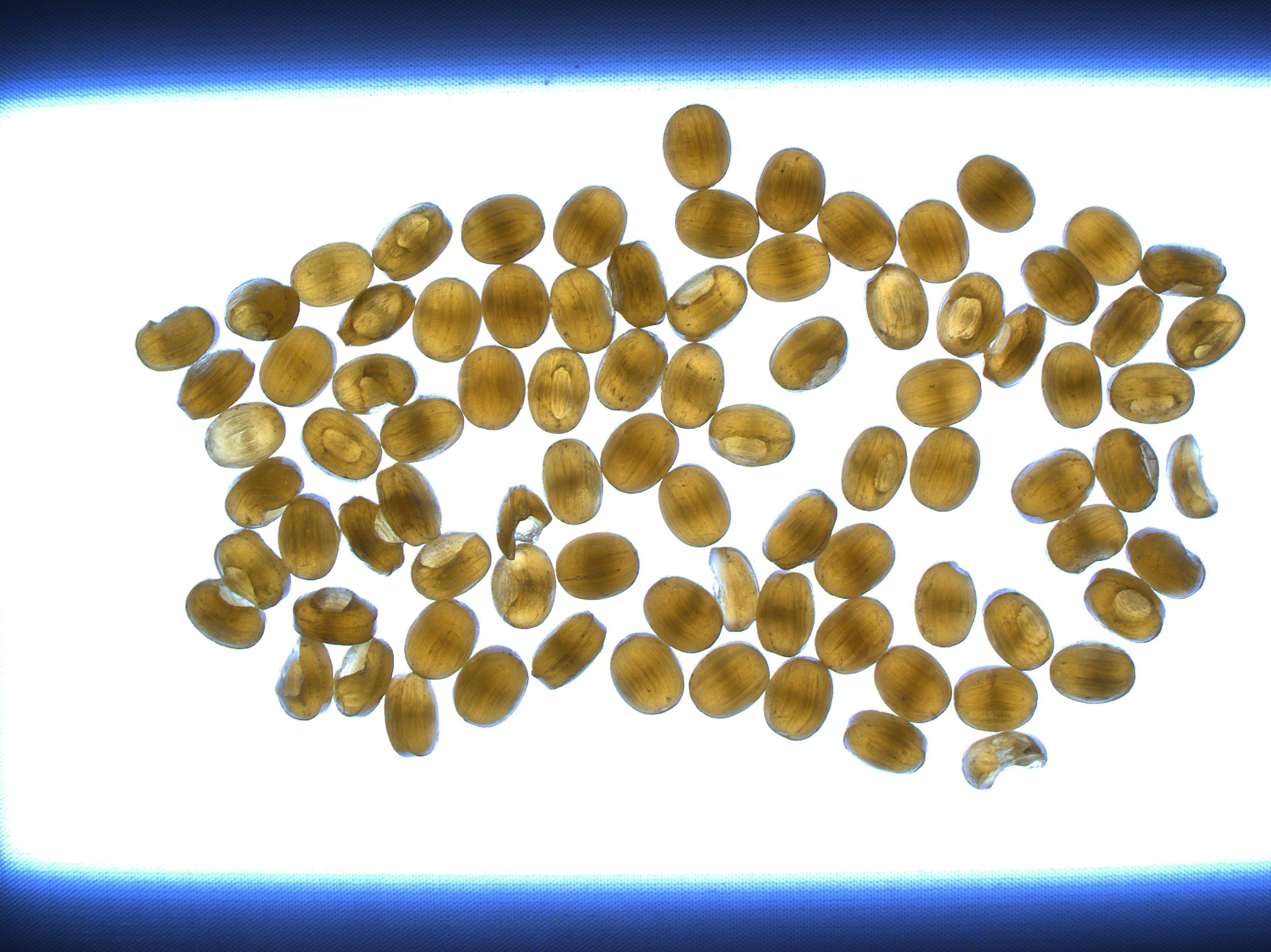 candy_sample_1 Instance Segmentation Model by Waseda University